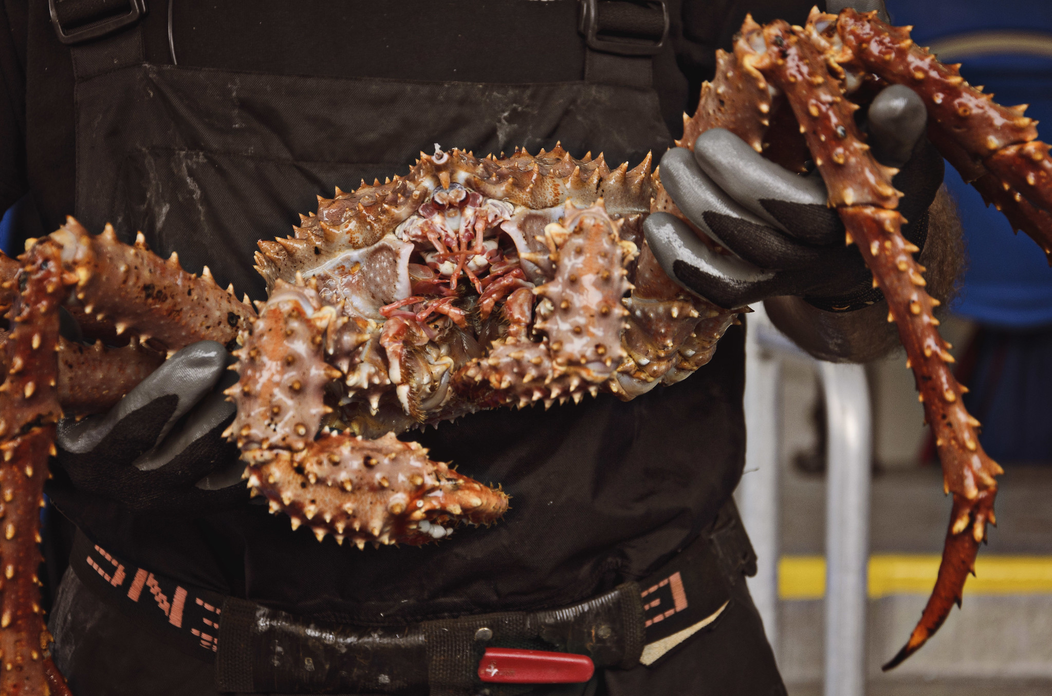 2024 Golden King Crab fishery 'did extremely well' - Chilkat Valley News