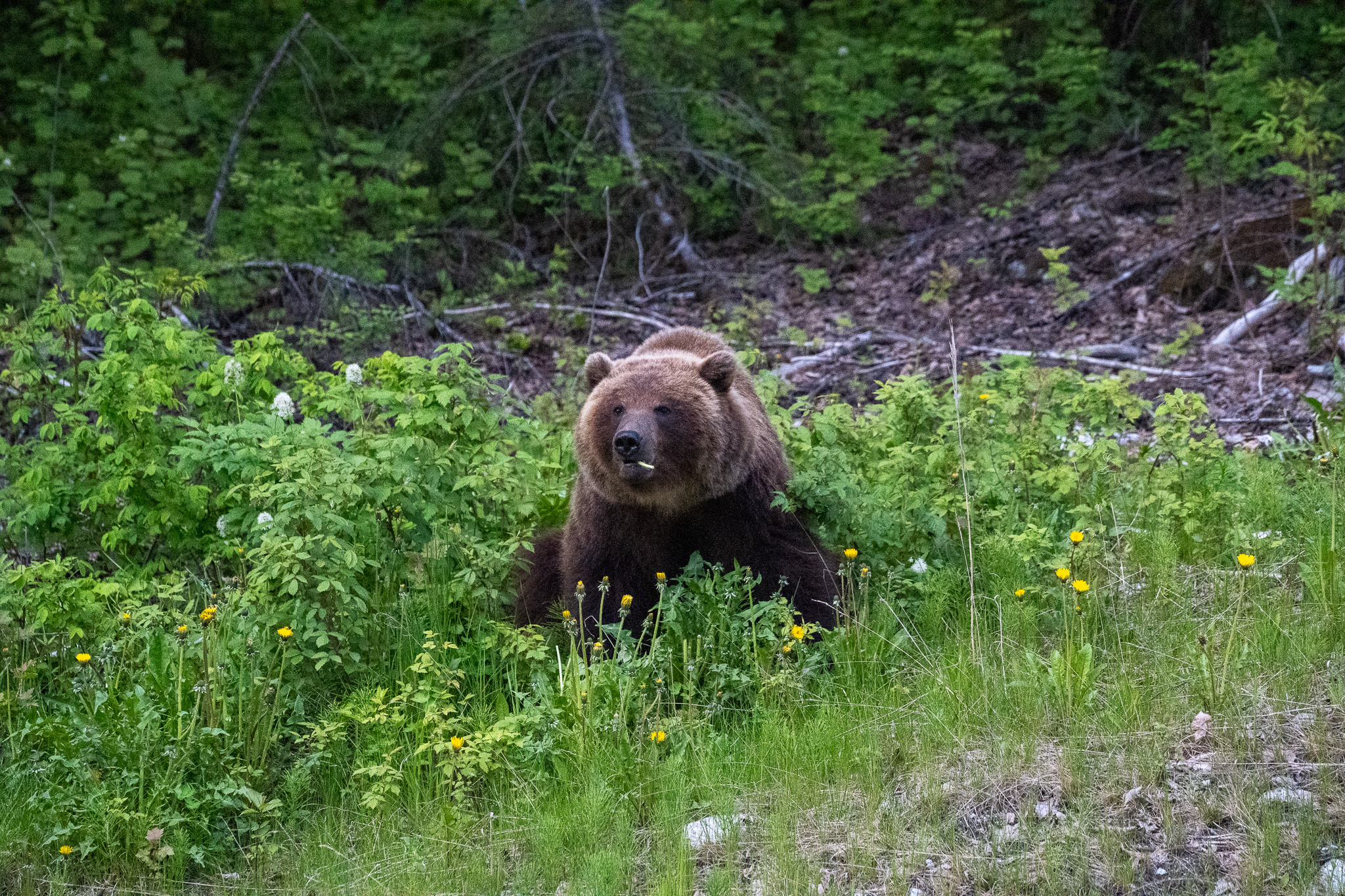 Researchers to present latest on Haines/Skagway brown bear study ...