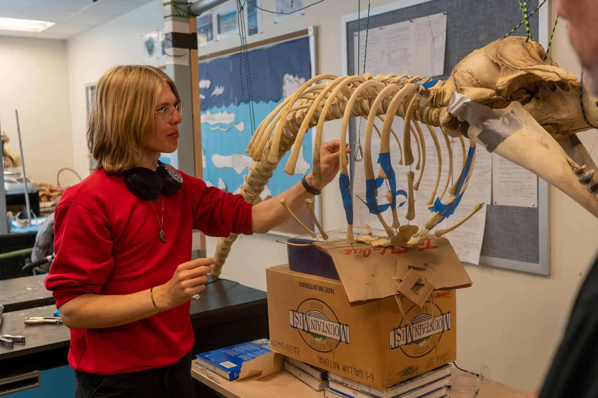 Haines high school students learn how to articulate an orca skeleton ...