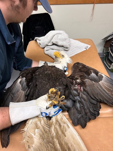 Bald Eagle Foundation rescues two eagles over the weekend - Chilkat ...