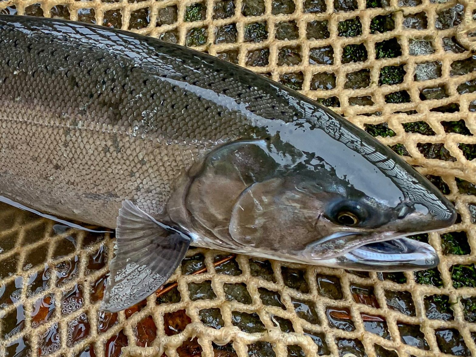 Chilkat Valley News