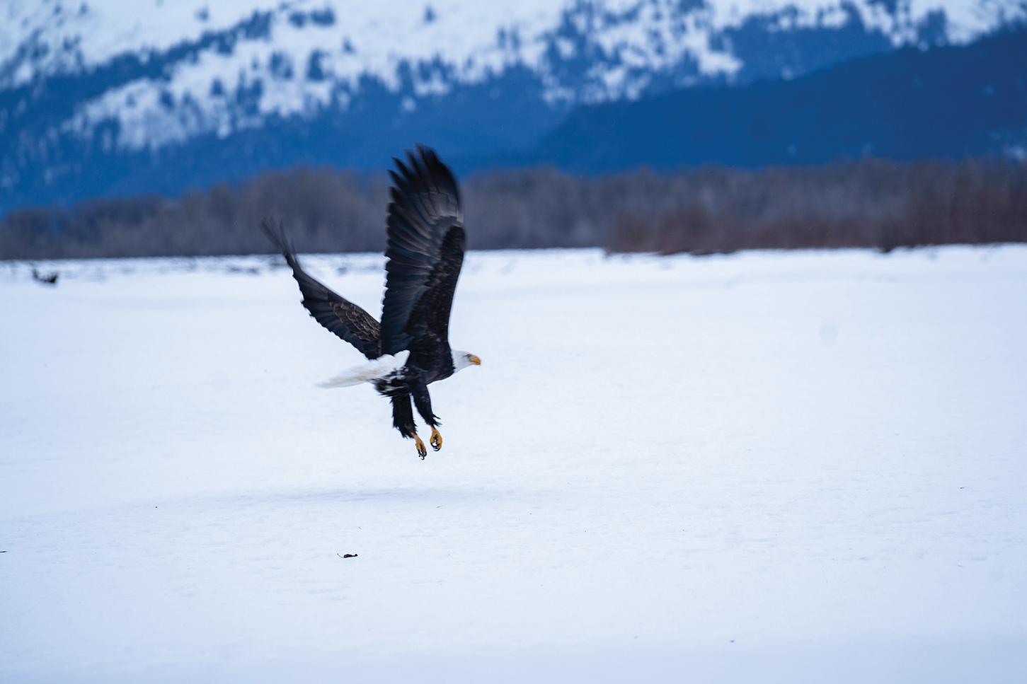 November bald eagle festival returns - Chilkat Valley News