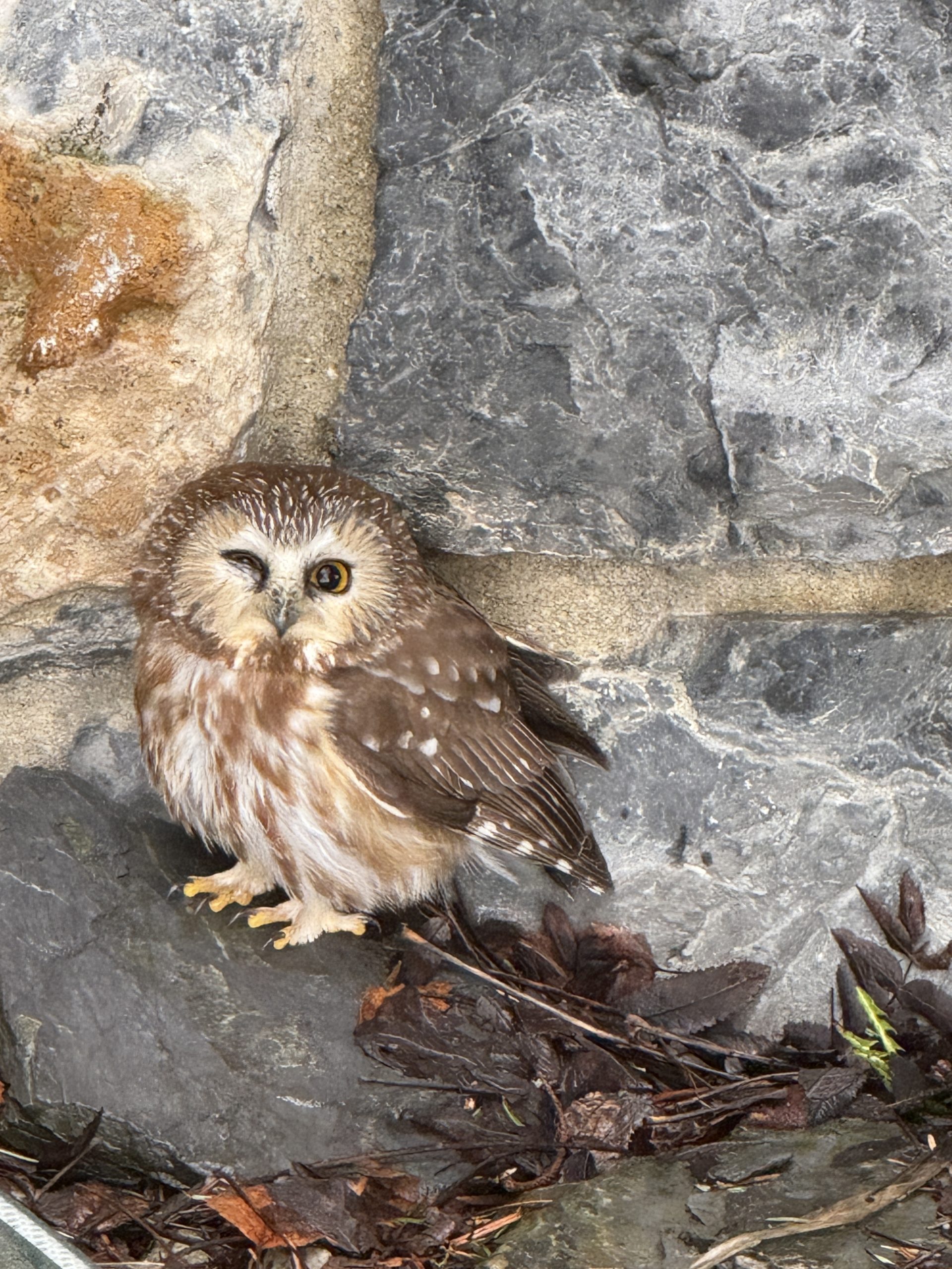 Duly Noted: Victory Garden grant, a birthday, Cedar returns, and a ...