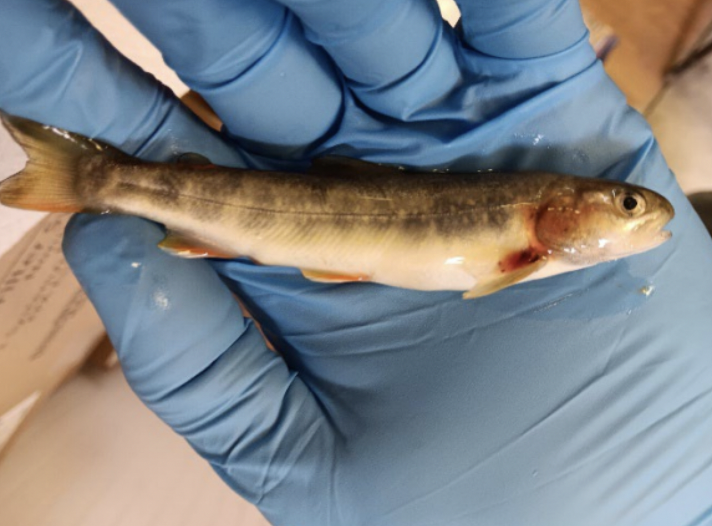 Months after fish died near an Alaska mine, its owner and state ...