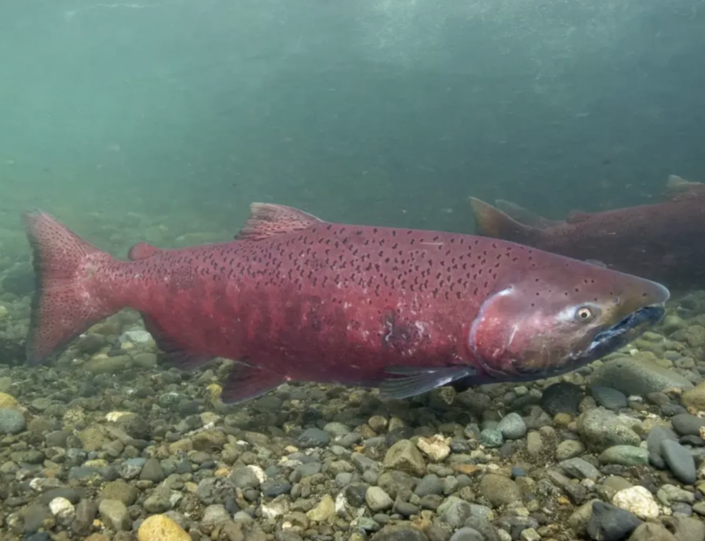 State closes Southeast king salmon fishing to nonresidents - Chilkat ...