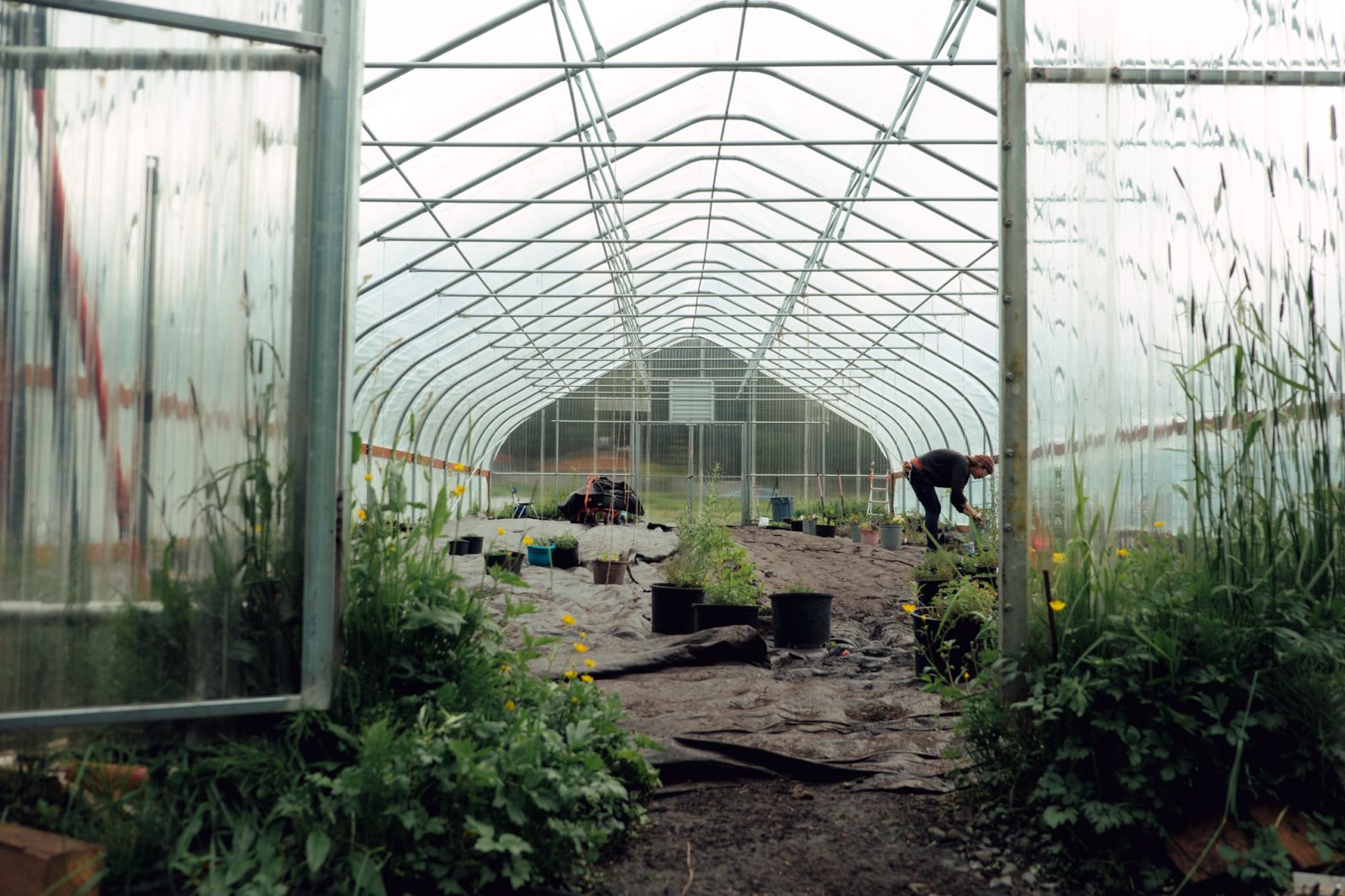 Cold, wet season sends plants for a loop - Chilkat Valley News