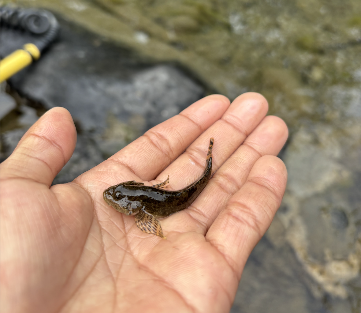 The secret life of sculpin — a tiny fish that helps scientists monitor ...