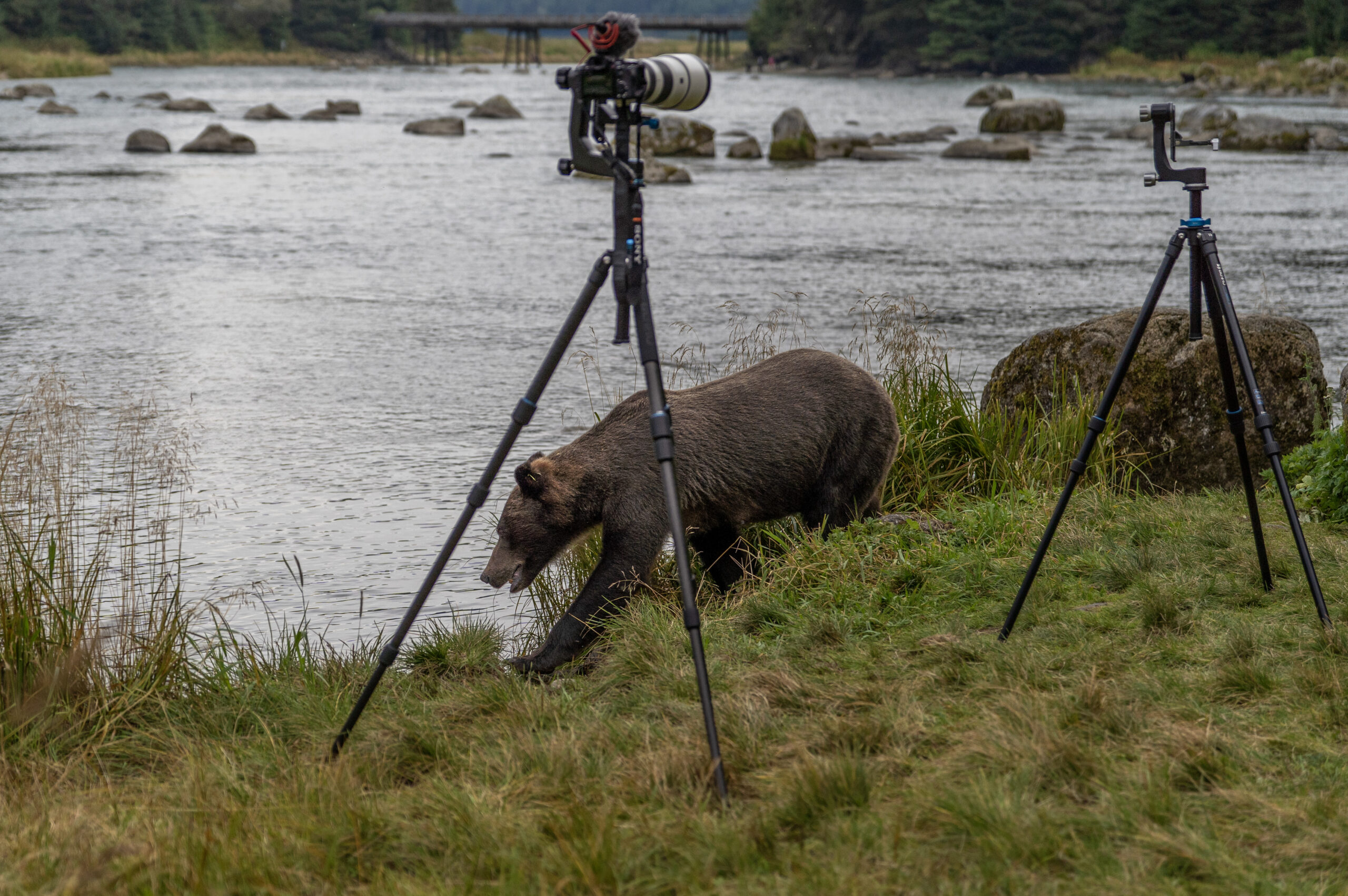 Sow and four cubs draw attention, tension to crowded Chilkoot corridor ...