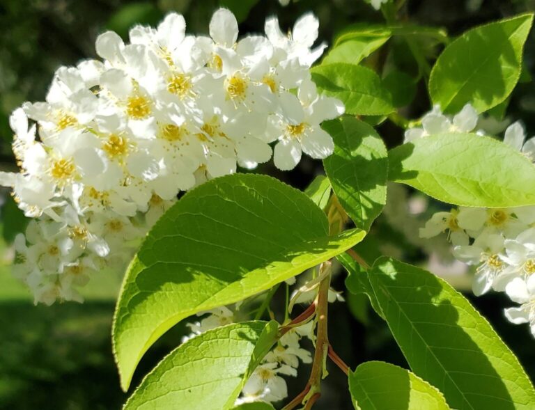 Alaska officials impose statewide ban on two kinds of invasive berry ...