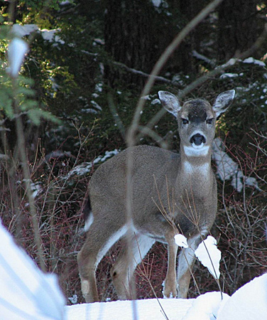 Game Board holds line on deer bag limit - Chilkat Valley News
